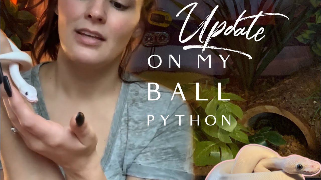 Update on my Ball Python !! 🐍 - YouTube