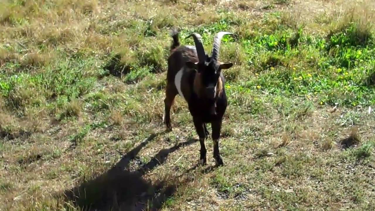 Goat Licks his own Weiner...Song. It's Magikool. - YouTube