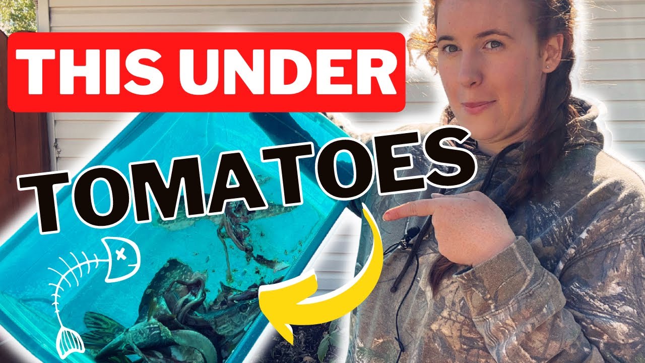 How To Plant Fish Heads Under Tomato Seedlings In Cold Climates. Is The ...