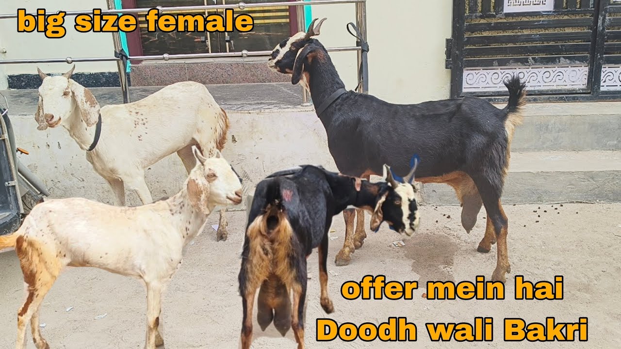 Doodh wali Rajasthani breed k females available in Hyderabad - YouTube