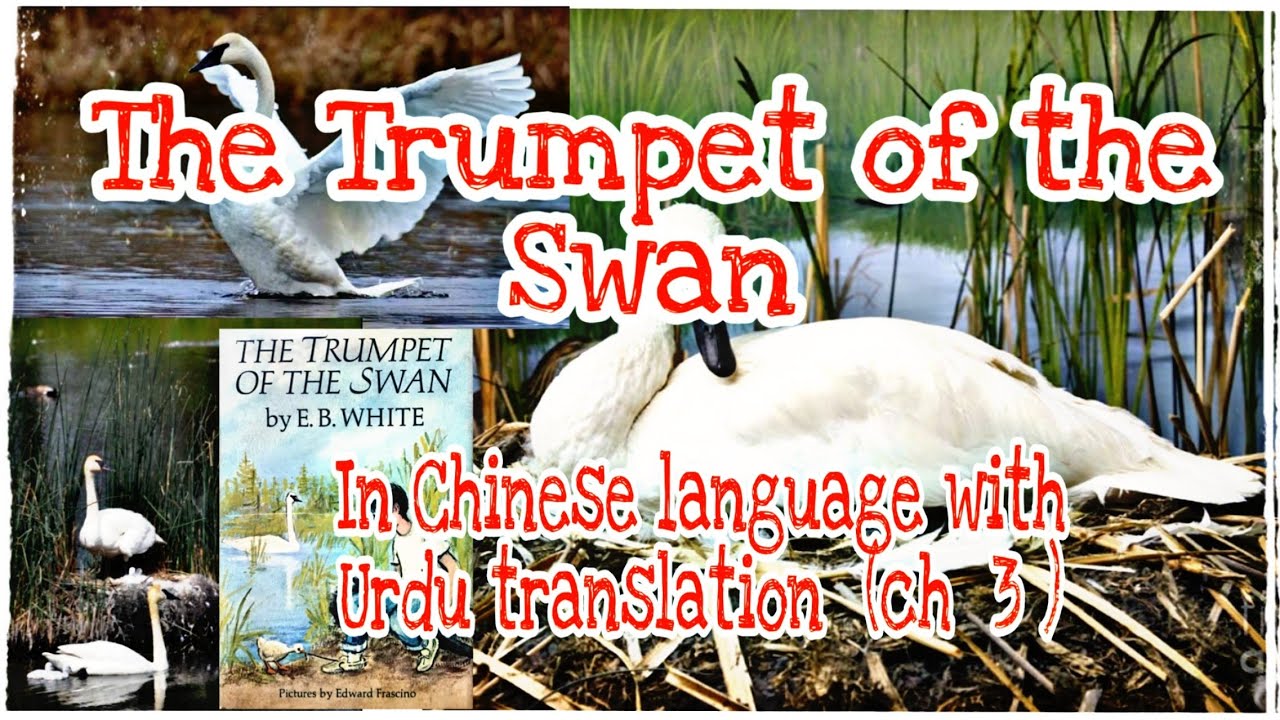 Story Time : The Trumpet of the Swan (ch 3) - YouTube