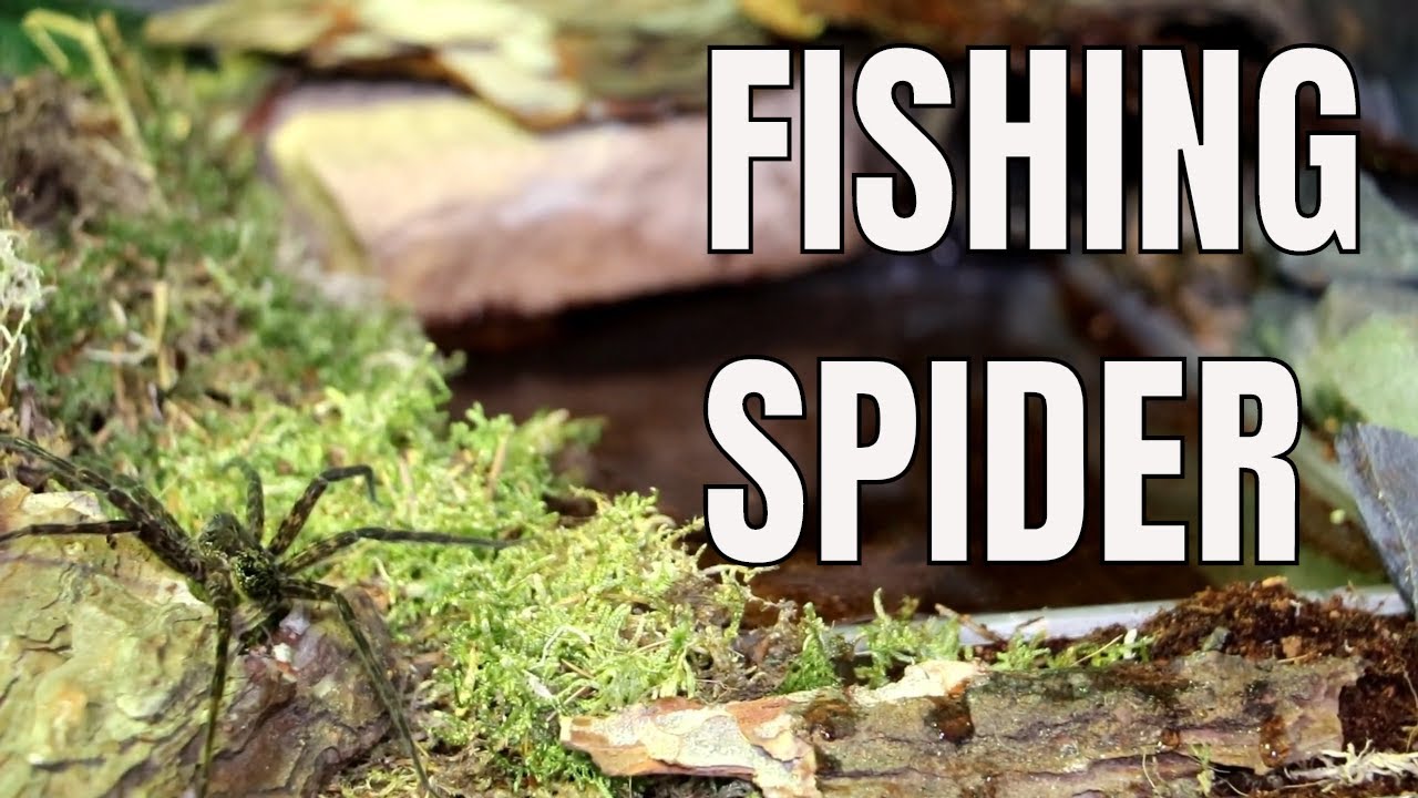 FISHING SPIDER - The BEST looking enclosure I've made in years - YouTube