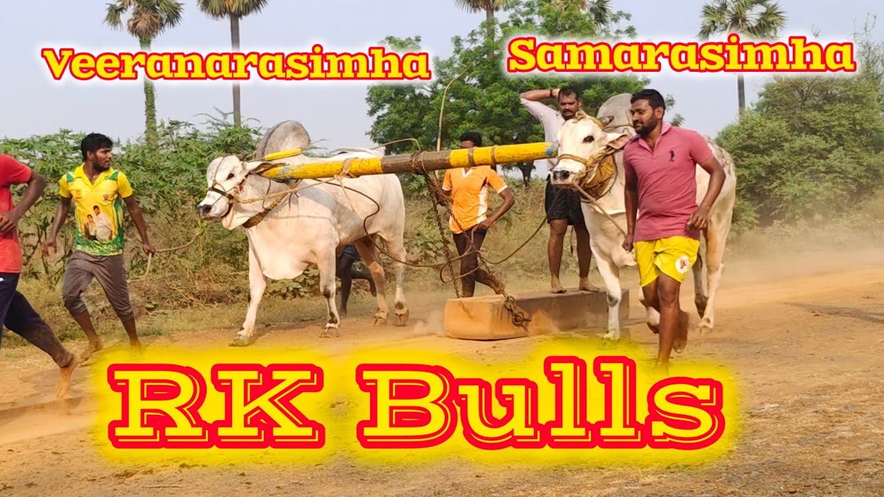 RK Bulls Vetapalem up Coming New category bulls.....#Samarasimha # ...