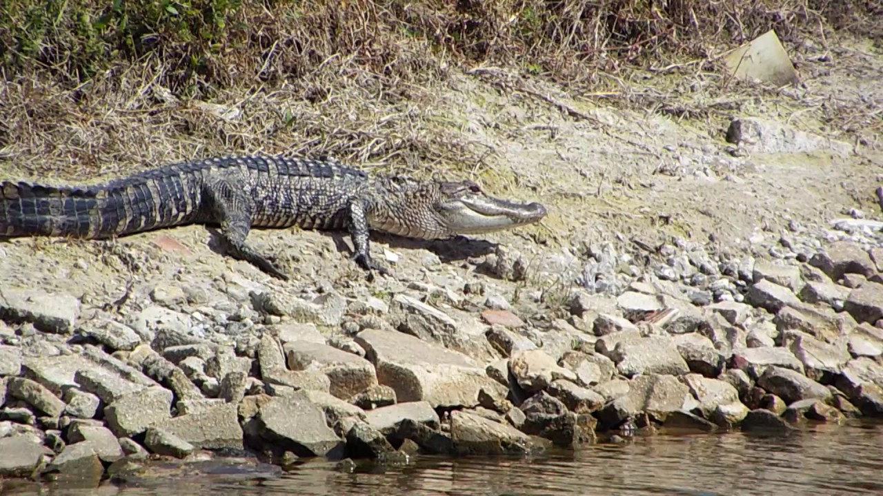 Alligators in my backyard - YouTube