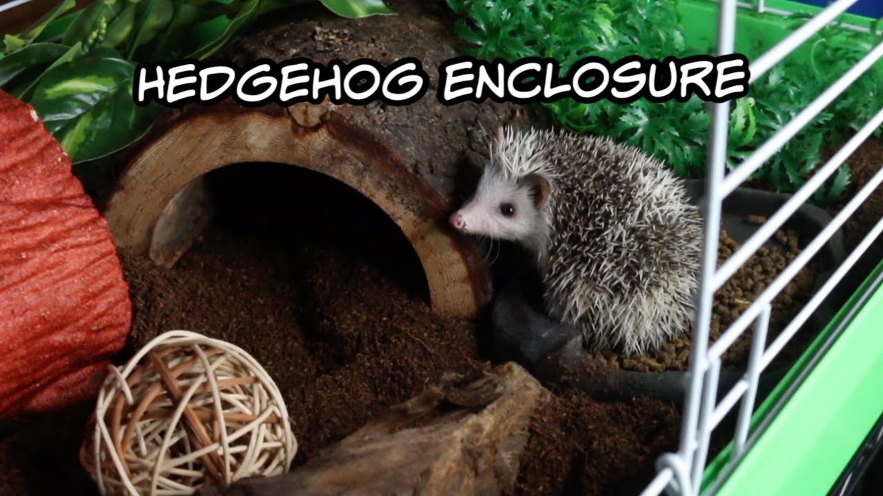 Setting up a Baby Hedgehog enclosure! - YouTube