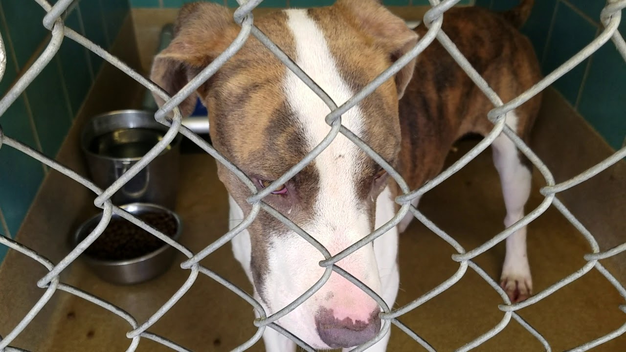 Acs 546243 - YouTube