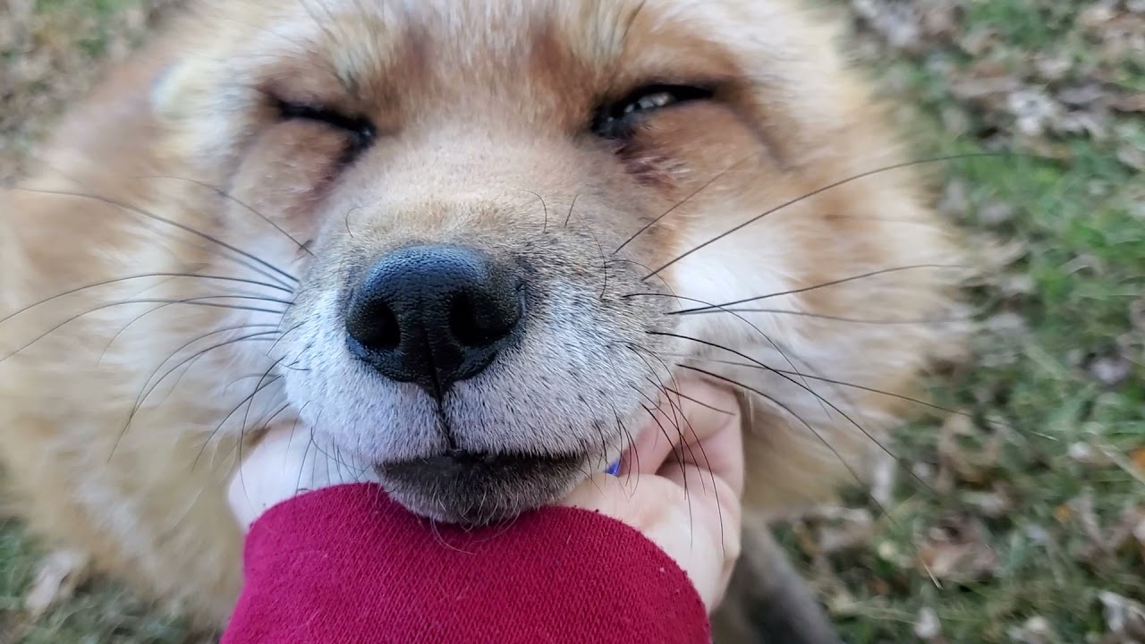 Happy Finnegan Fox DixieDo Days Friday - YouTube