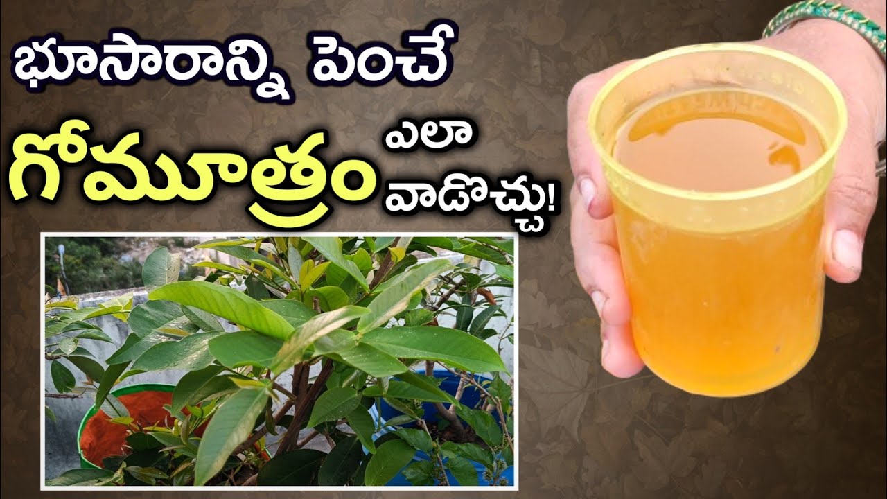 మొక్కలకు powerful fertilizer/pesticide గా gomutram మన తోటలో వాడుదాం ఇలా ...