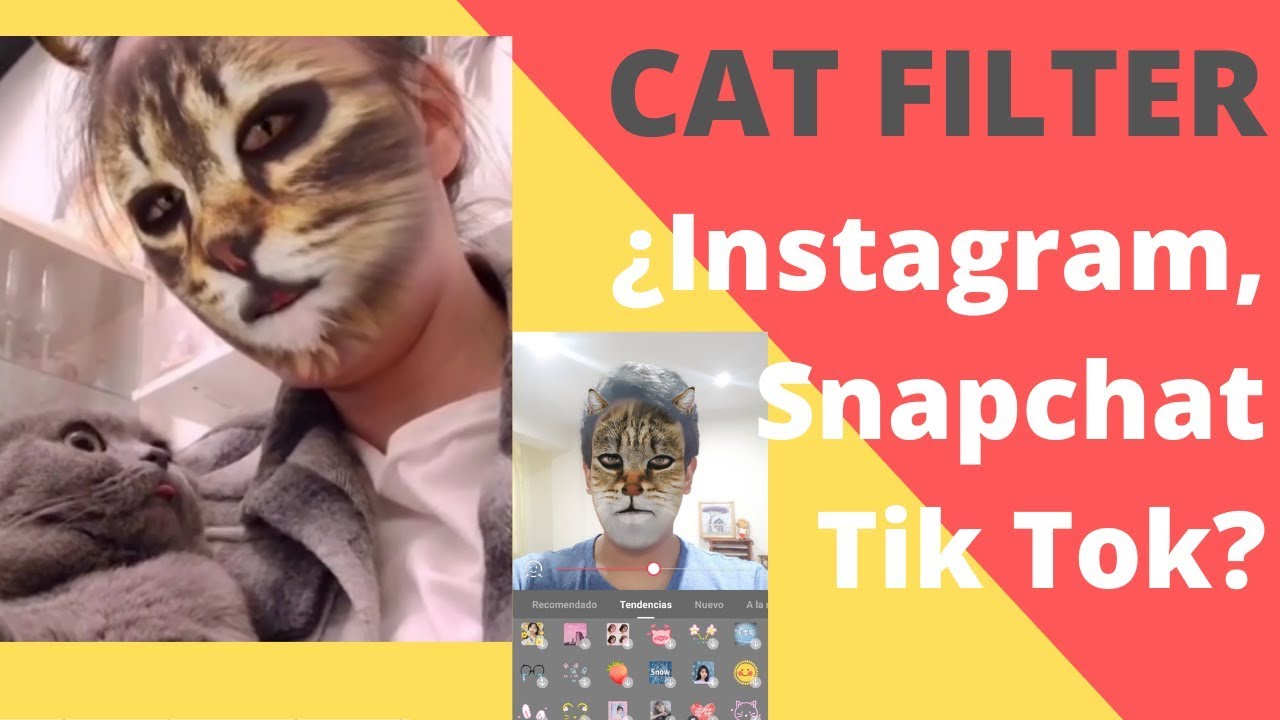 Cat Reaction Filter Augmented Reality | Tik Tok Meitu ¡Teoría! - YouTube