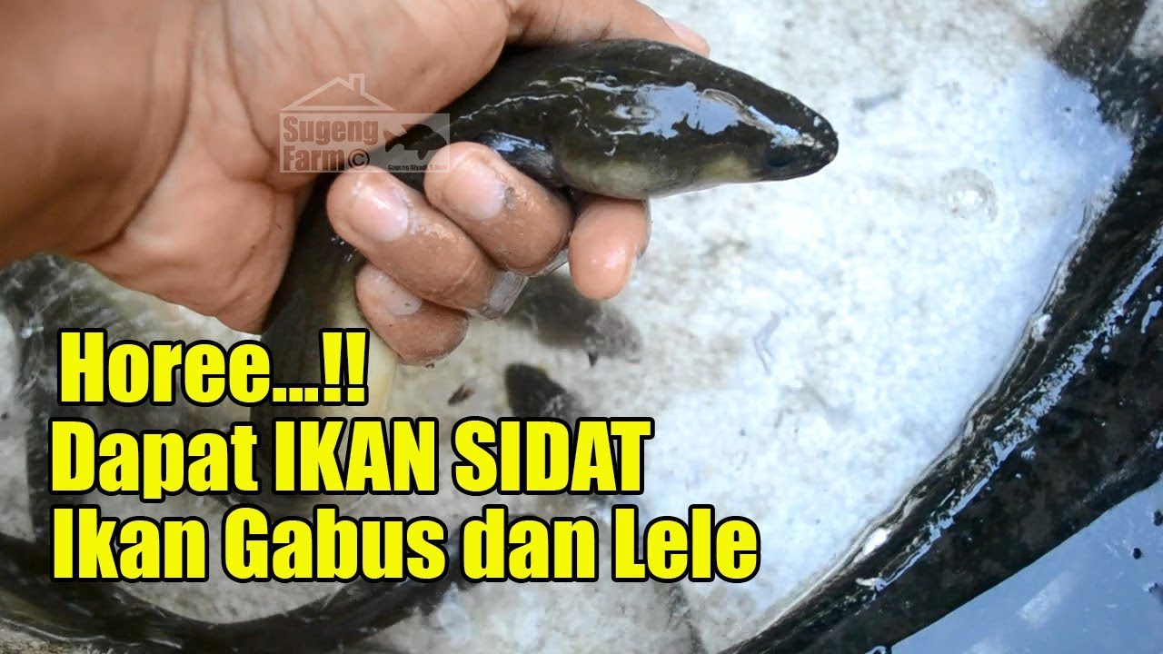 Budidaya Ikan Lele Limbat - InfoAkuakultur.com