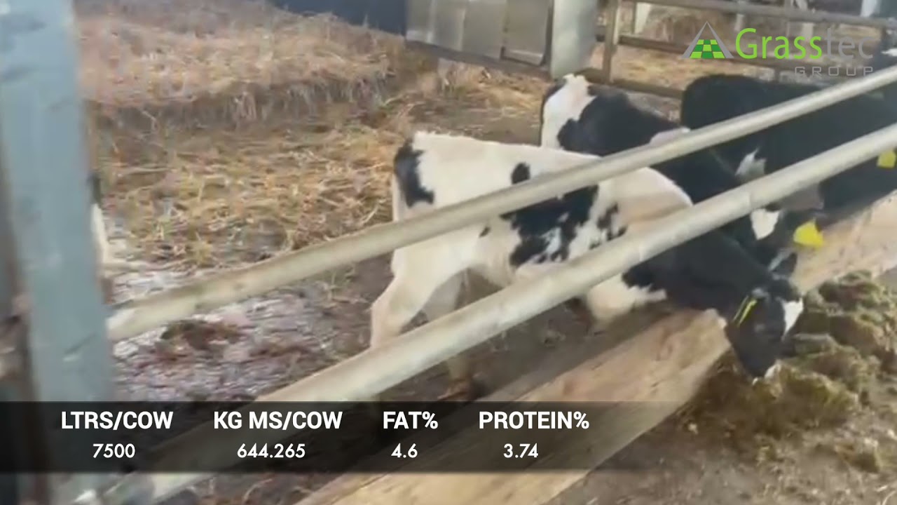 70 Hol/Fr Calves From Exceptional Herd - YouTube