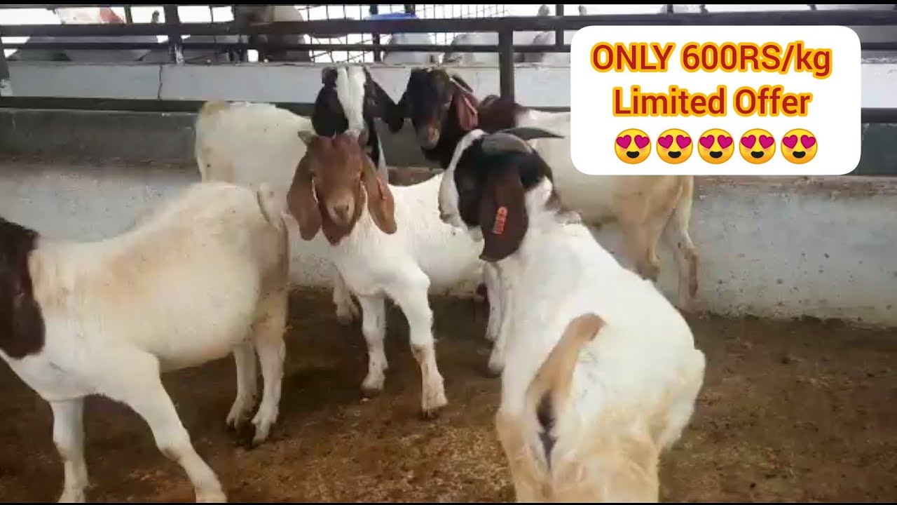 Young Male Boer Goat Kids Available at Samruddhi Goat Farm - YouTube