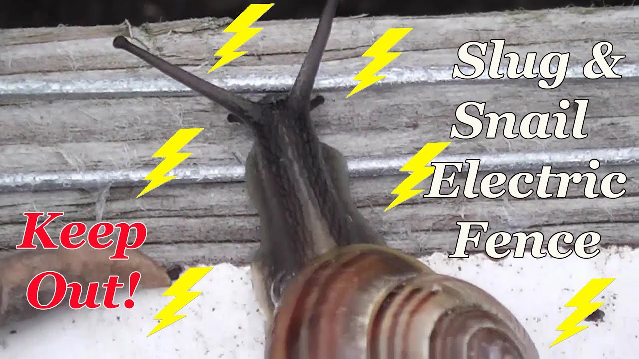 The Ultimate Slug & Snail Deterrent - YouTube
