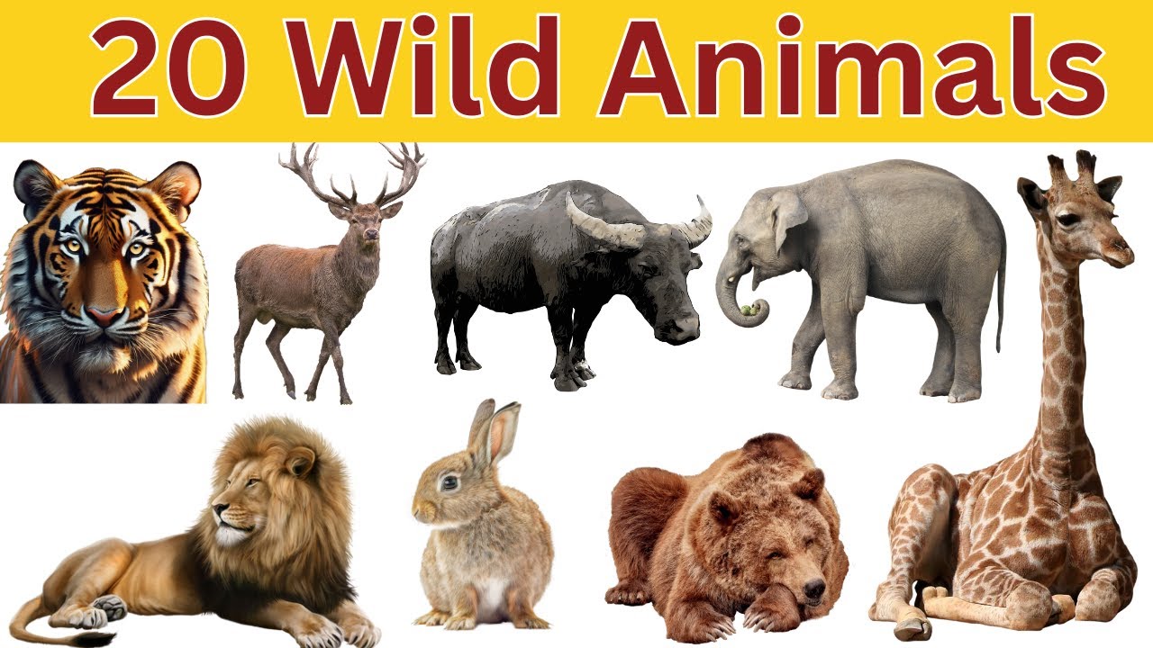 Wild Animals | 200 Wild Animals | Learn Animals Name In English With ...