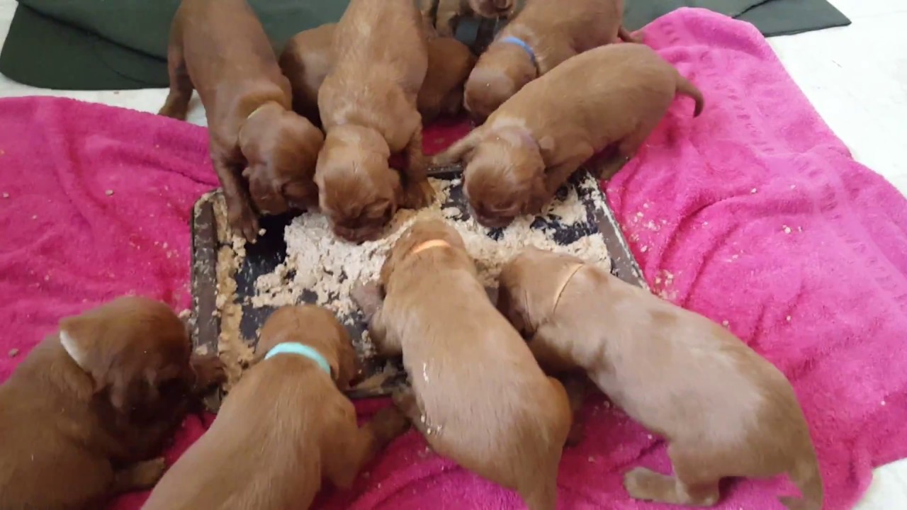 Blue Moon Irish Setter's Mischievious Poppet litter 2017 - YouTube