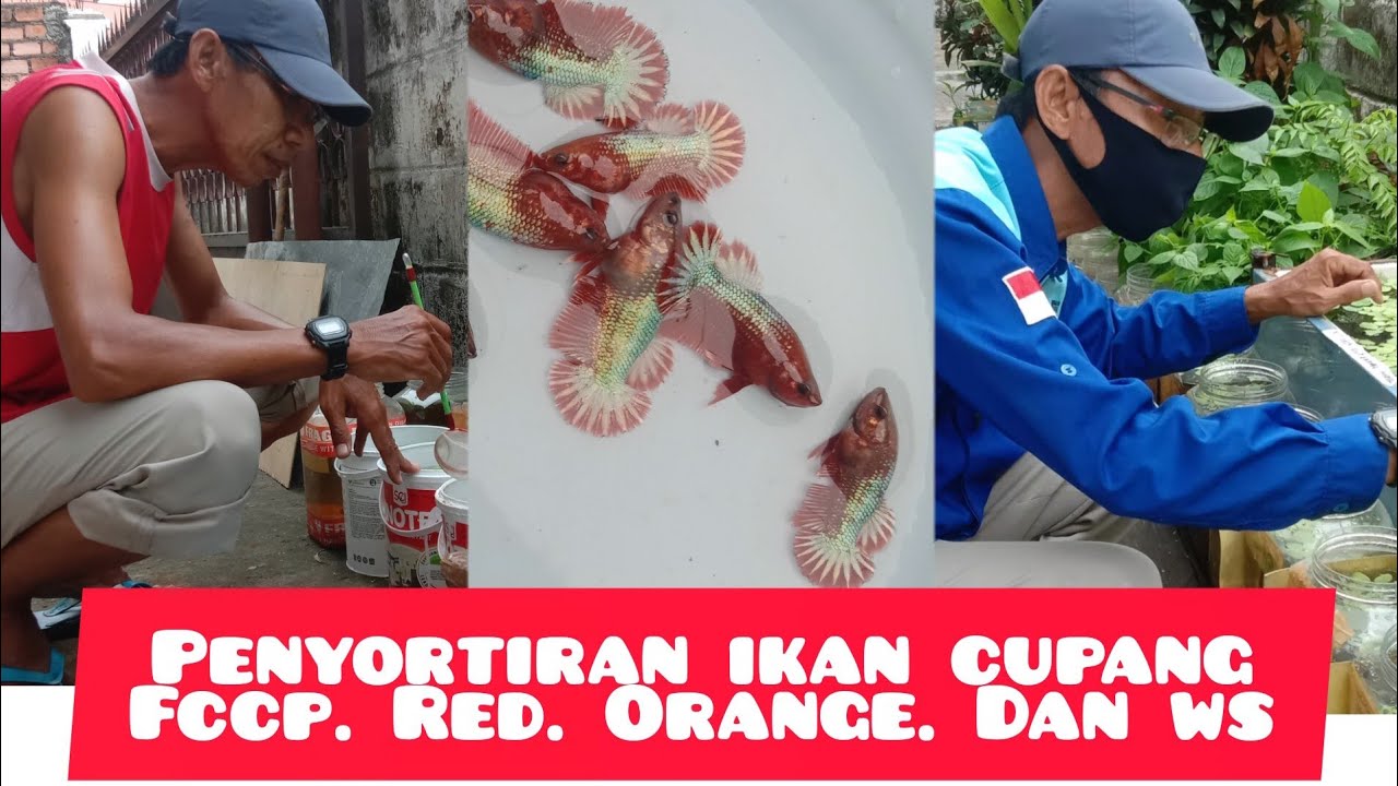 SATNYA YANG DITUNGGU PENYORTIRAN IKAN CUPANG FCCP. RED. ORANGE DAN WS ...