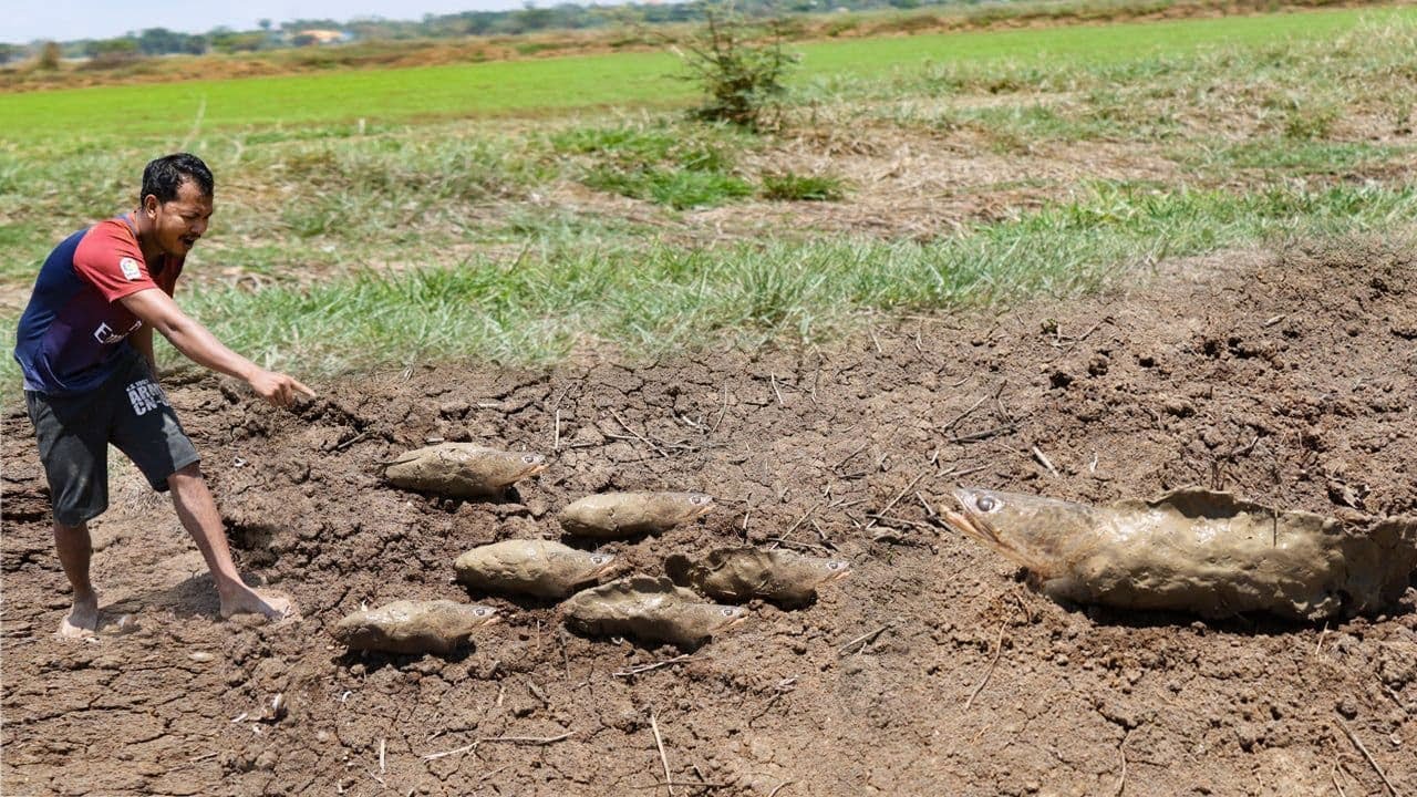 Unique Fishing Catching 2021 | Catching Catfish In Dry Season Find Fish ...