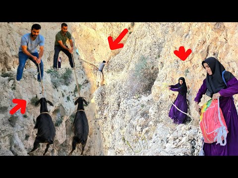 🚨 Breathtaking rescue of goats from the heart of the mountains | Hardworking nomad woman 🐐🔥