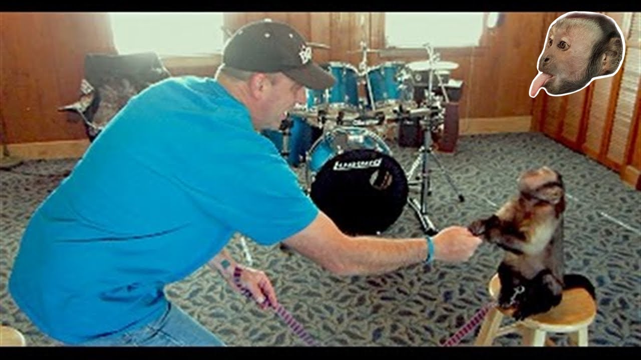 Capuchin Monkey Tricks & Dancing! - YouTube