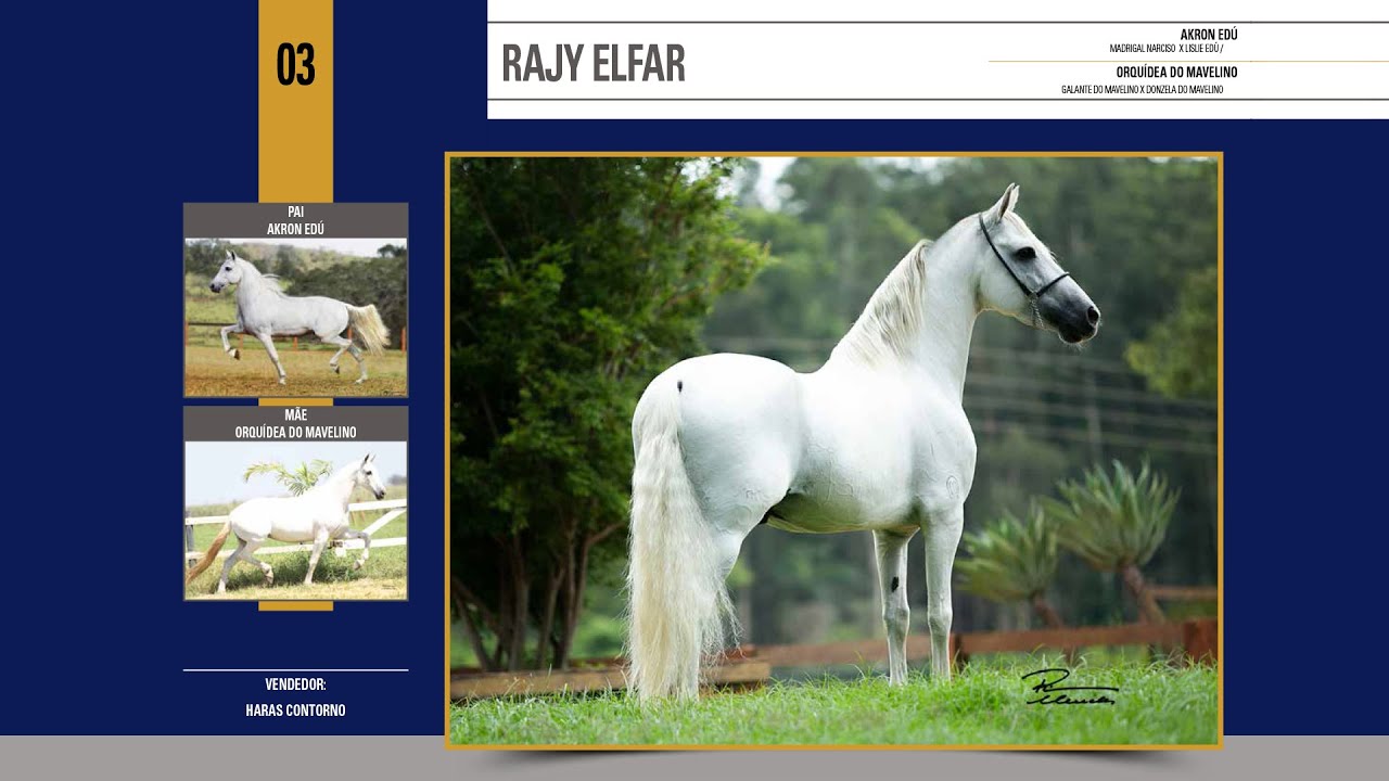 03 Rajy Elfar cobertura - YouTube