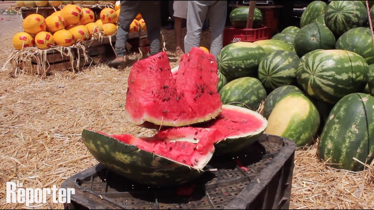 Canicule au Maroc: La pastèque, fruit star de l'été ! - YouTube