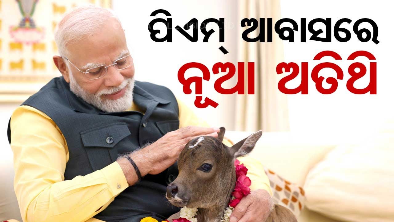 PM Modi Adores & Performs Puja with Newborn Calf at His Residence - YouTube