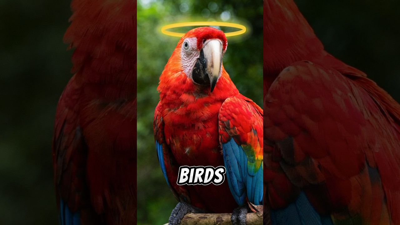 British Zoo Has Swearing Parrots 🦜 #News #Funny #Animals - YouTube