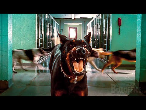 Teens free ALL the Dogs in the Pound | Hotel for Dogs | CLIP