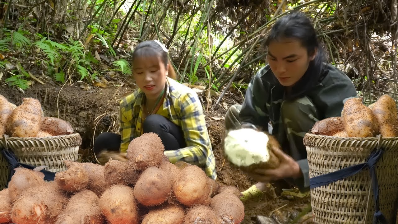 Harvesting giant wild potatoes with her husband to sell at the market ...