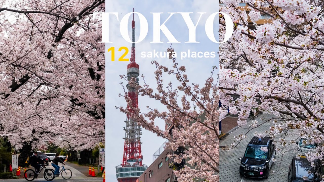 Spring in Tokyo🌸/Japan vlog/cherry blossom/sakura/hanami/Meguro river ...