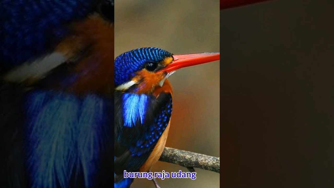 Mengenal burung raja udang⁉️#videoshorts#duniasatwa - YouTube