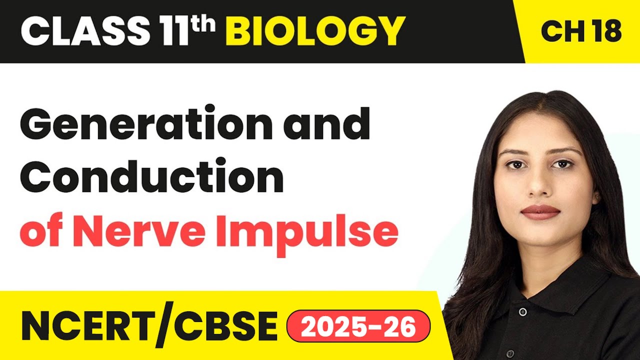 Generation and Conduction of Nerve Impulse | Class 11 Biology Chapter ...