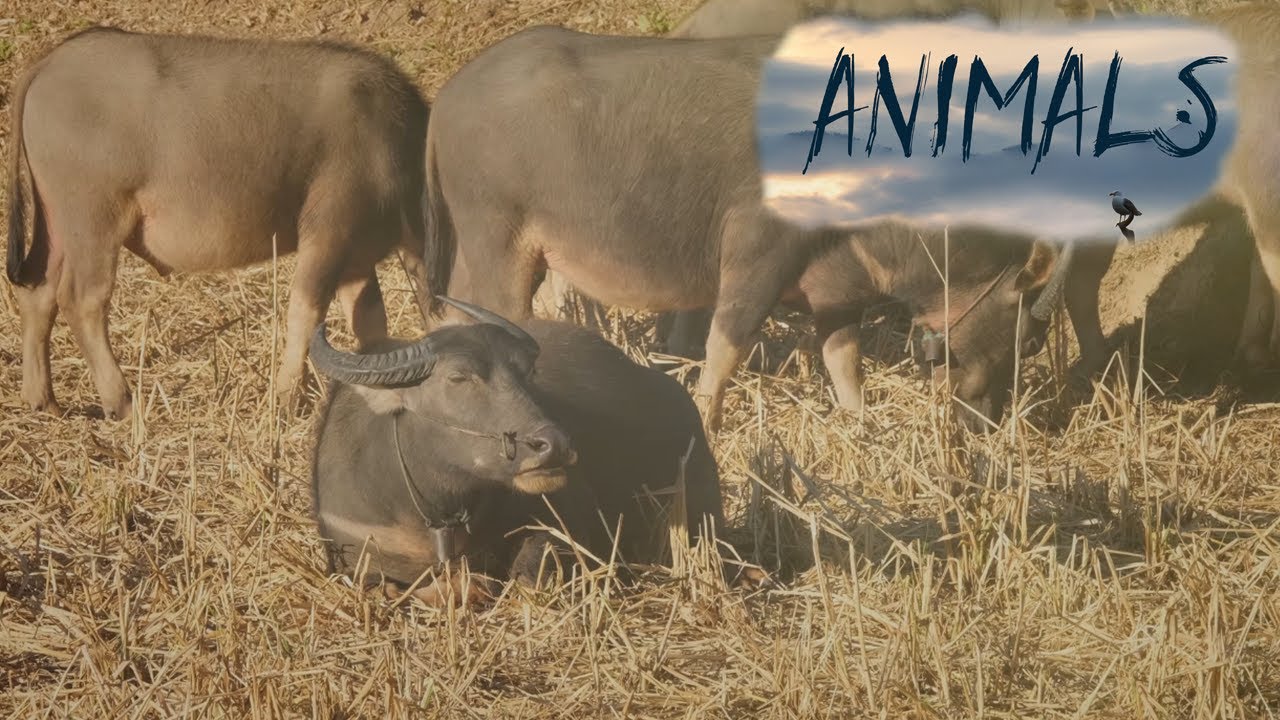 Carabao in the wild.Animals Of The World.Domestic and Wild Animals ...