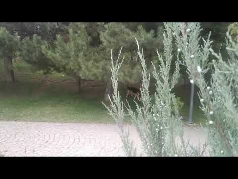 Yağız Saygın  🐺 Bu Hasret Bizim