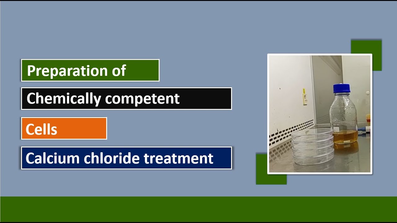 Preparation of chemically competent cells for transformation and ...
