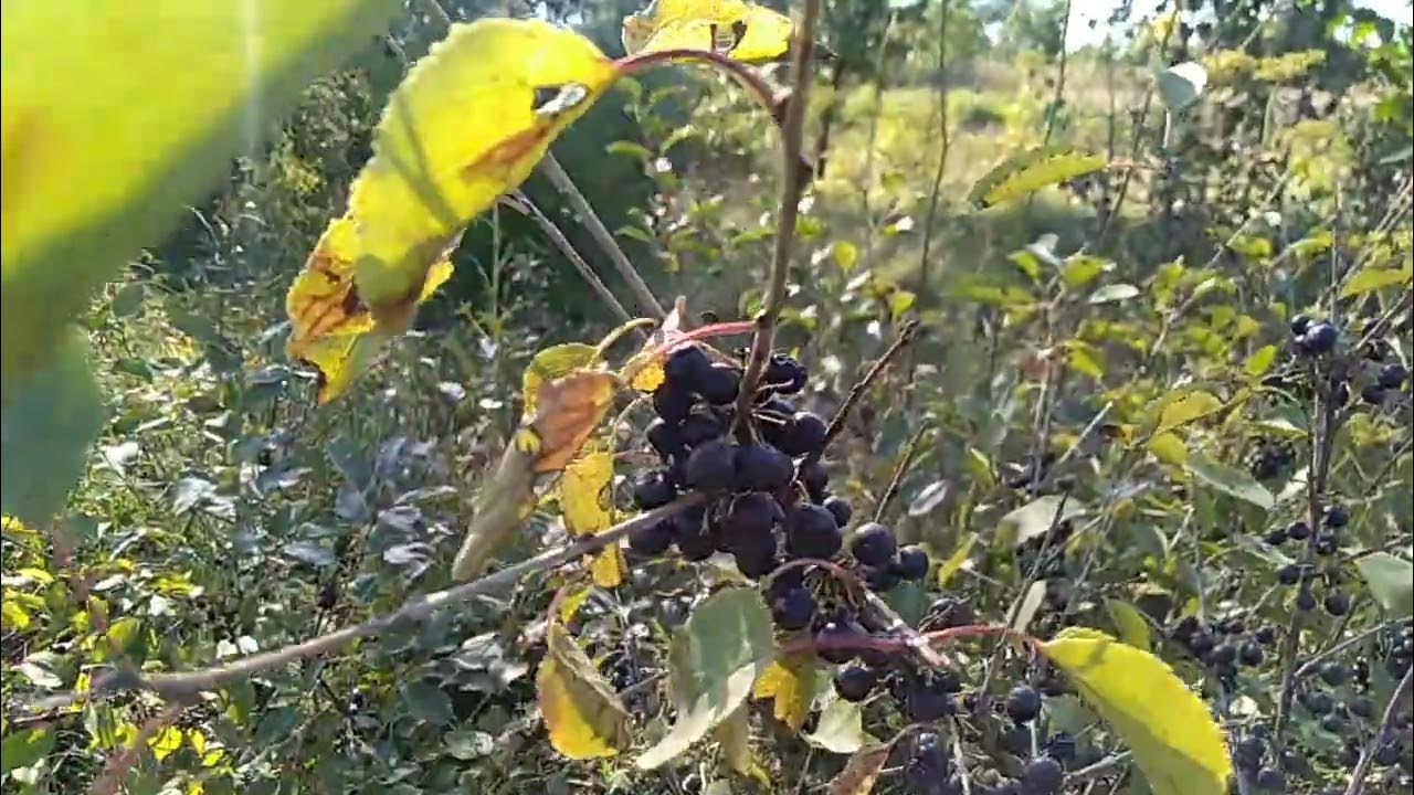 Жостер слабительный. - YouTube