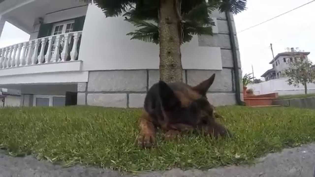 German Shepherd attacks Slow Motion Gopro hero 4 - YouTube
