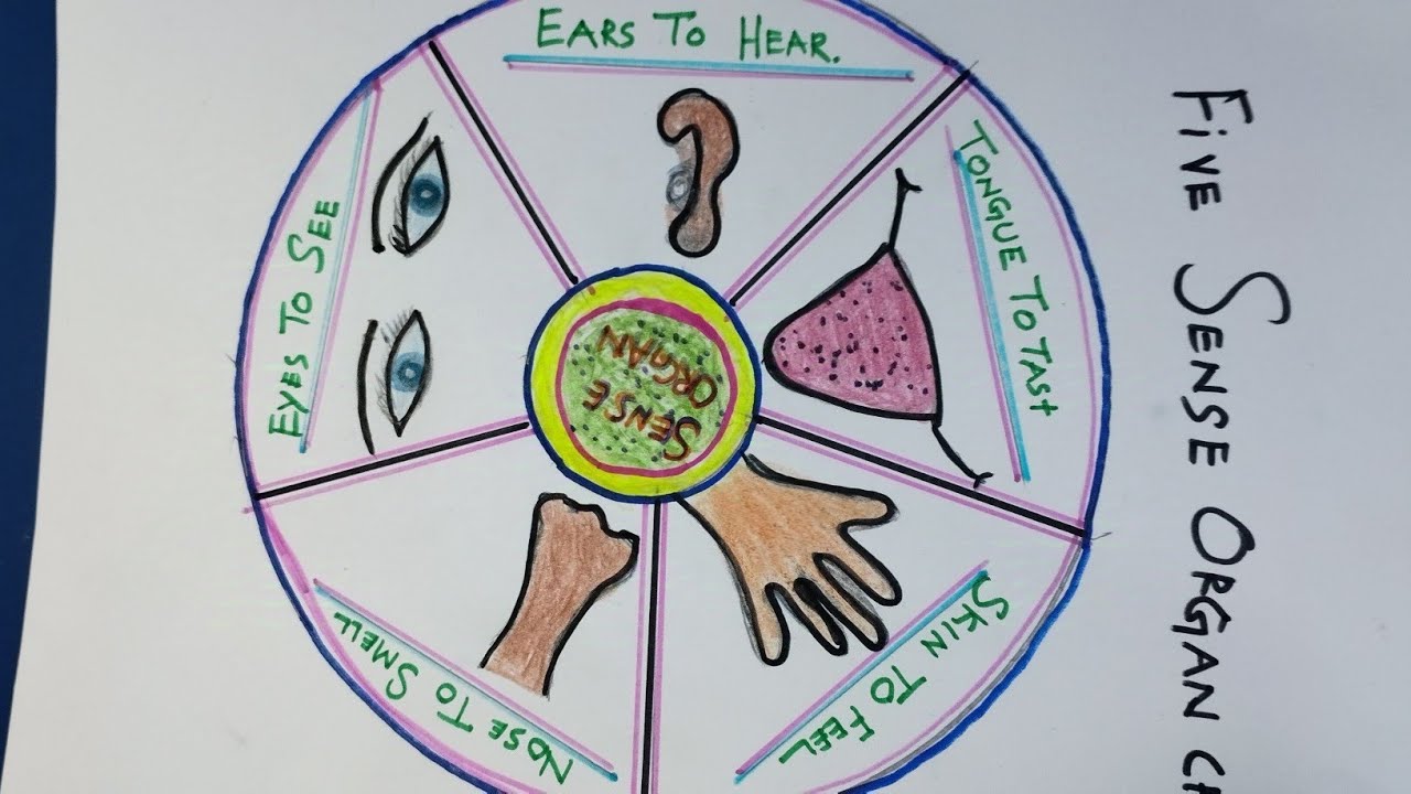 How to make easy sense organ chart for school - YouTube