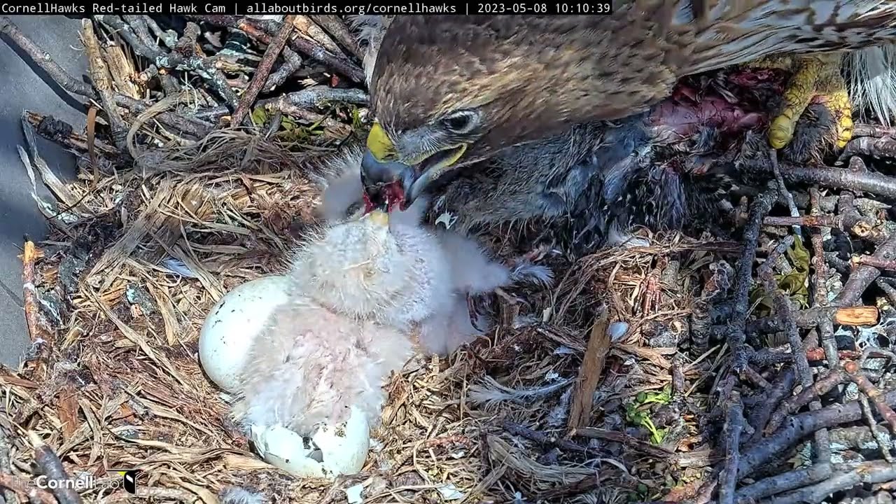 Red Tailed Hawk Chick