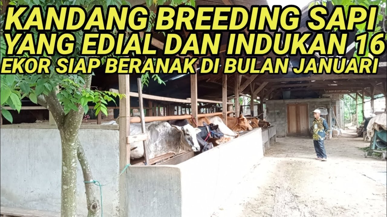 EDIAL UKURAN KANDANG BREEDING SAPI - YouTube