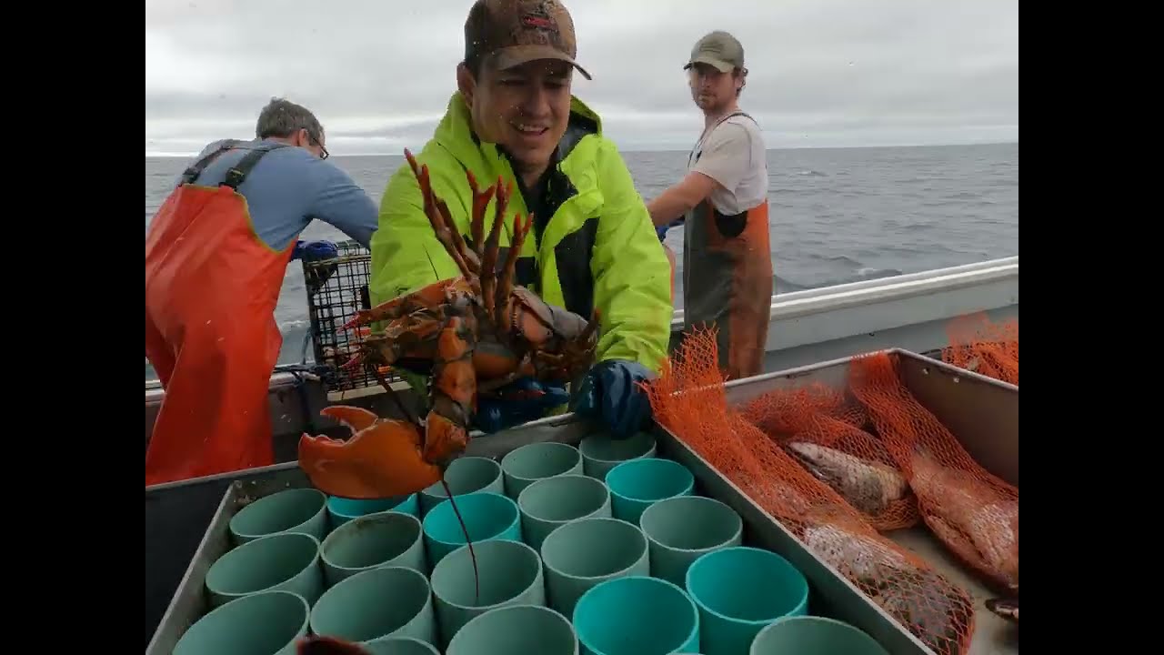 pesca de langostas grandes buena pesca - YouTube