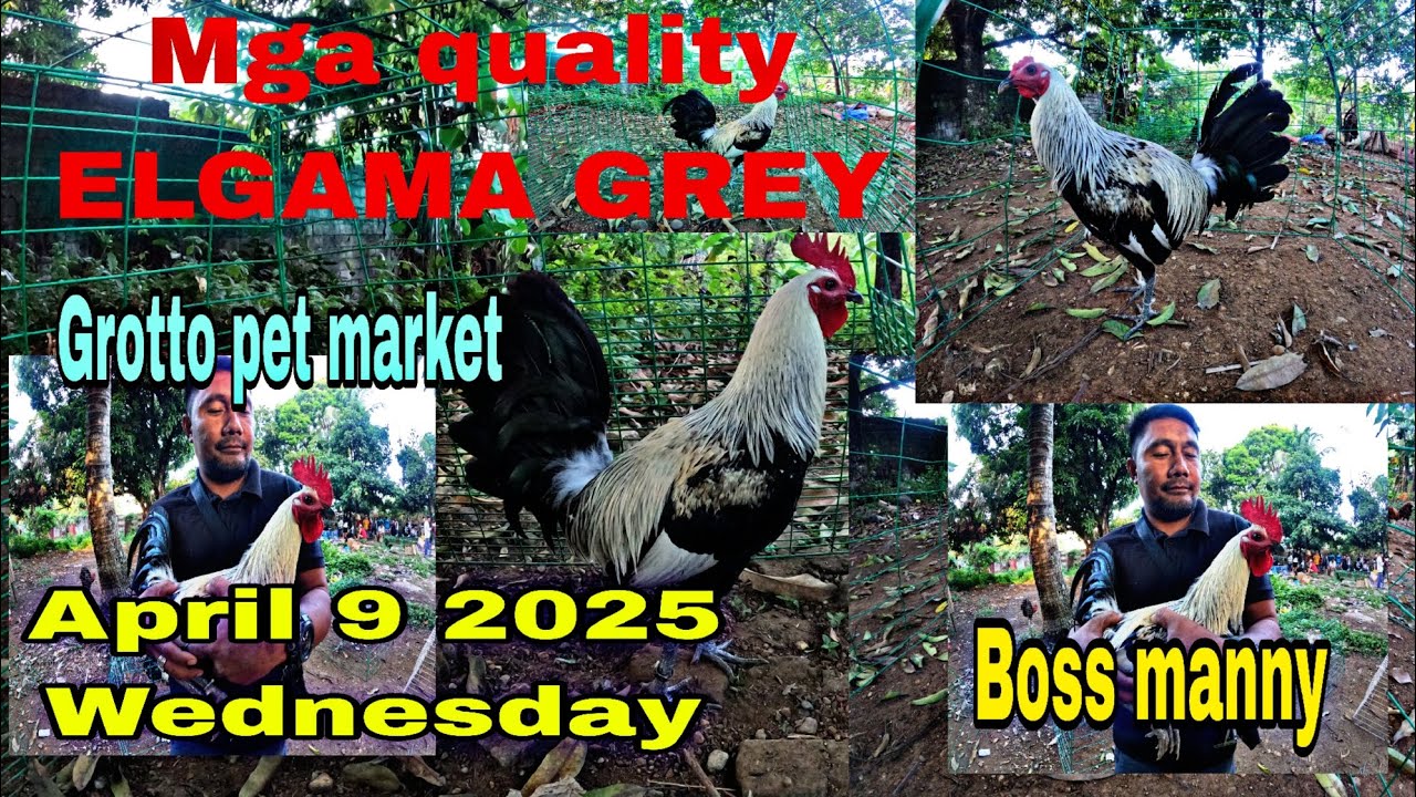 Mga quality Elgama grey grotto pet market , April 9 2025 wednesday . - YouTube