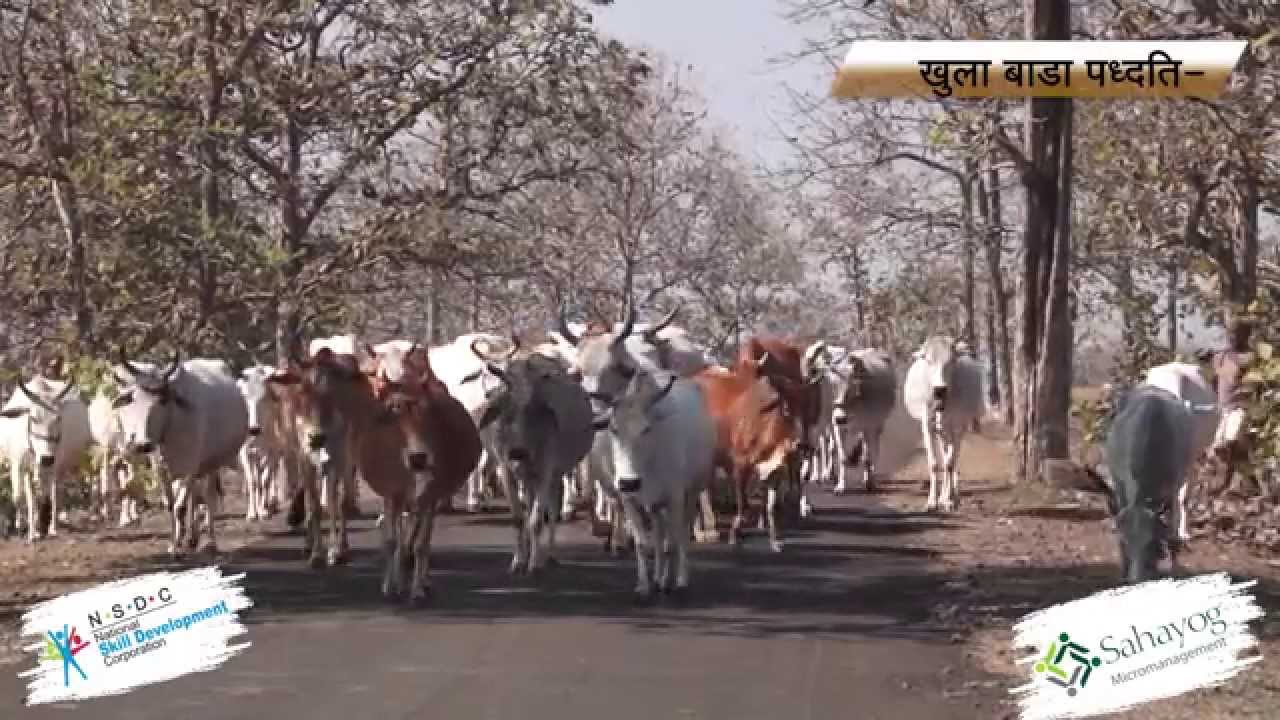 Loose Housing Practice for Cattle Management - YouTube