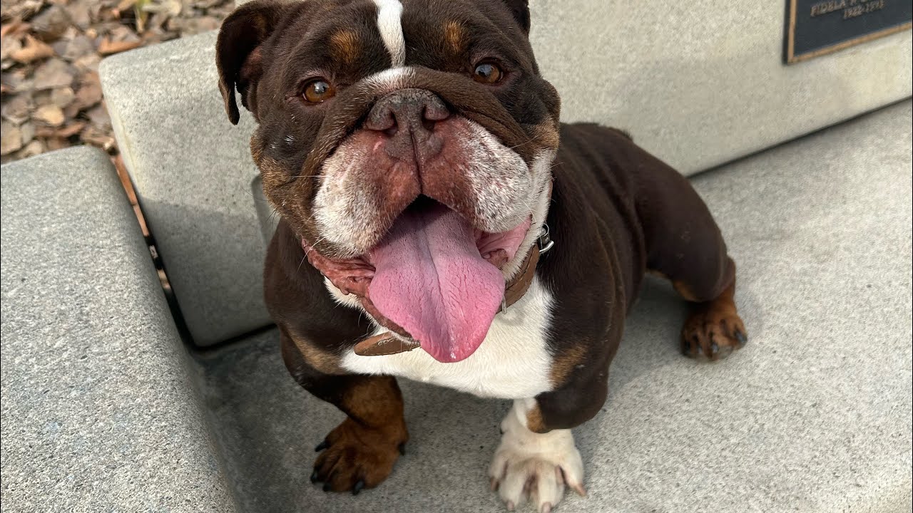 Out Here Working My English Bulldog - YouTube
