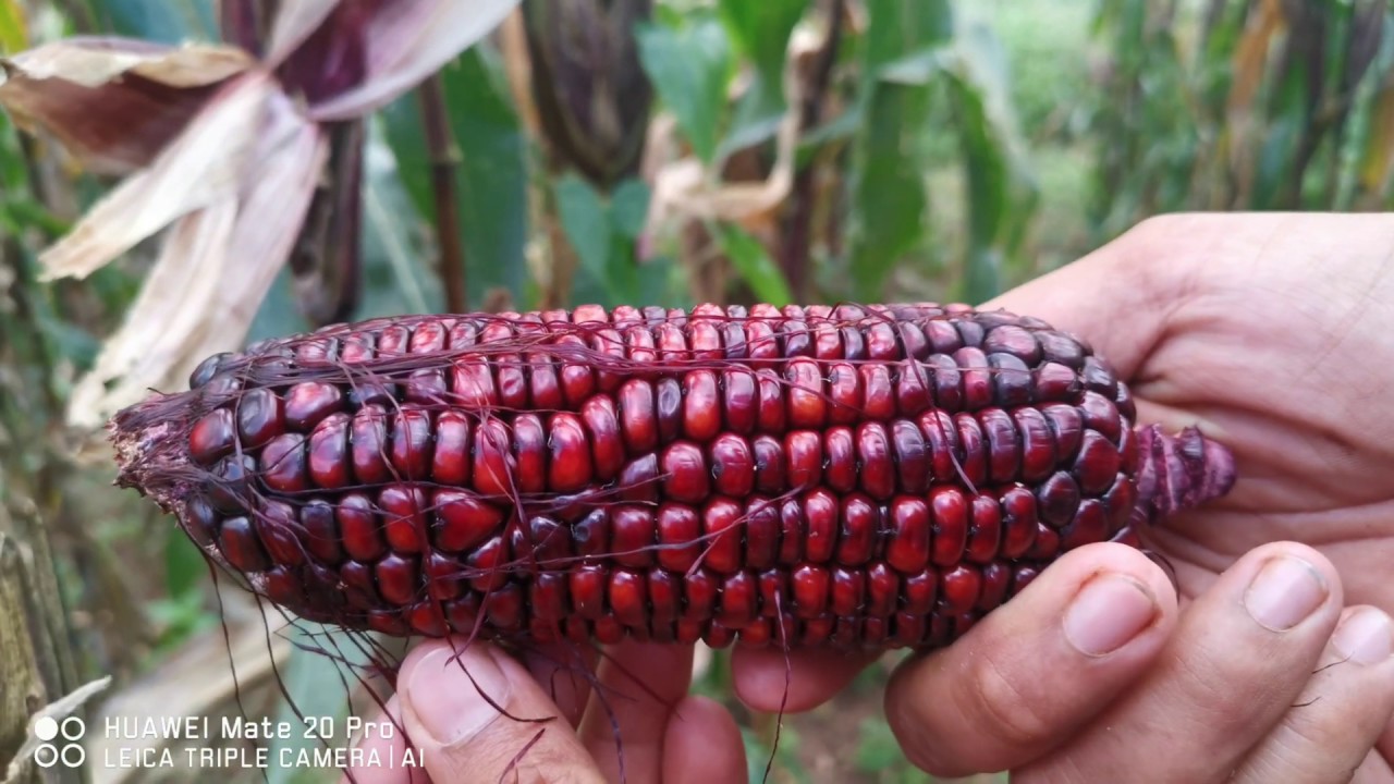 How to grow corn _Sweet Berry Waxy Corn Growing ( F1 Hybrid waxy corn ...