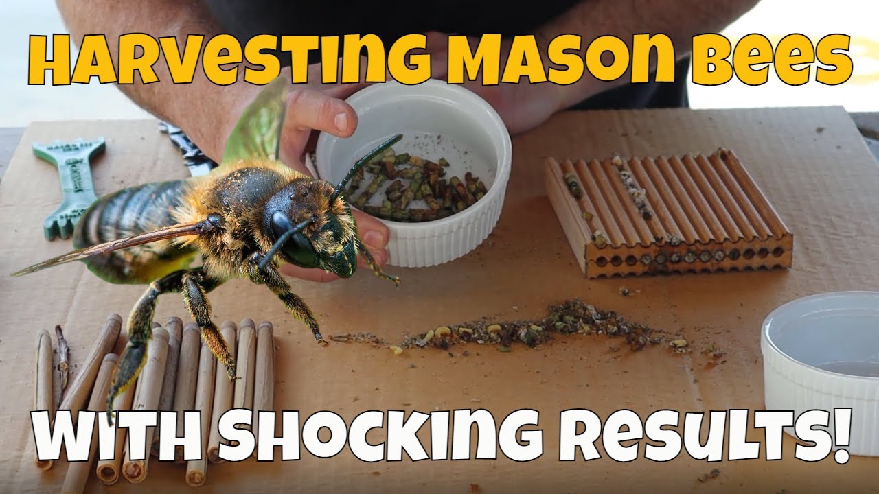 Harvesting Mason Bees & Leafcutter Bees - The Results Are Surprising ...