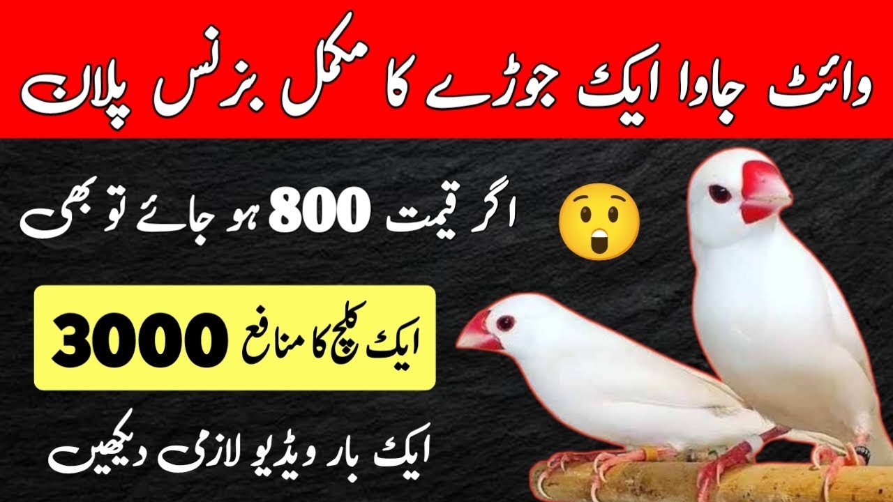 White Java One Pair Feasibility Report 2025 | Java Sparrow Business Plan 2025 | Mini Zoo - YouTube