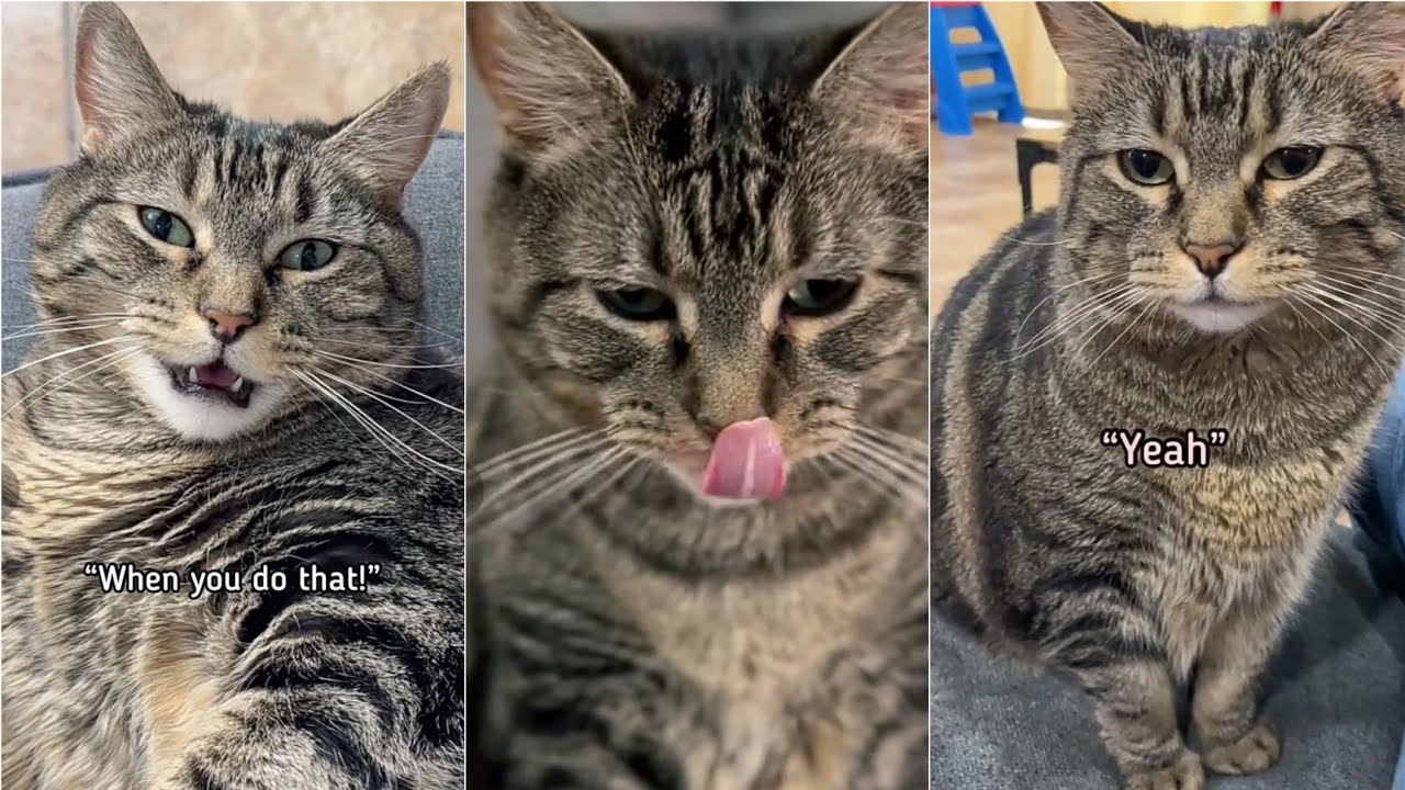Penny got some deep feelings Penny the talking cat / singing cat - YouTube