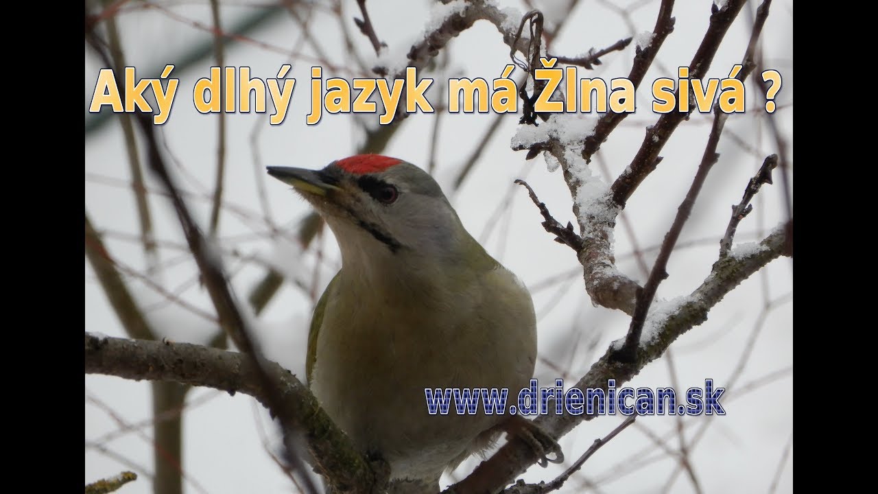 Aký dlhý jazyk má Žlna sivá ? - YouTube