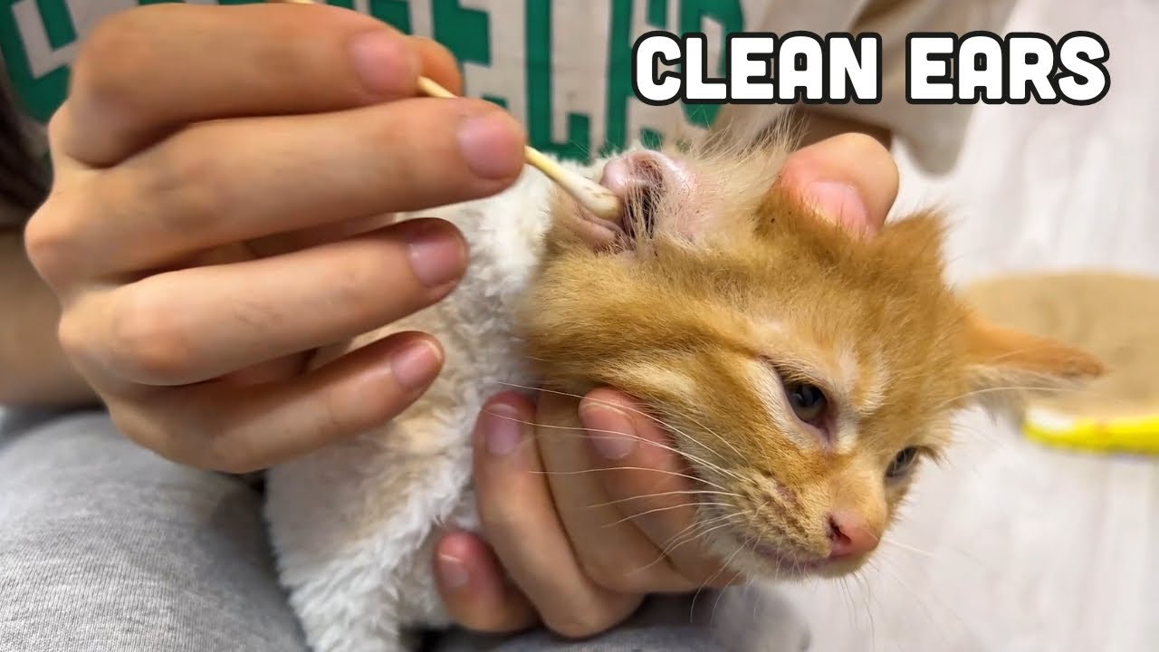 How to Clean Your Cat's Ears At Home | Kittens are playing together ...
